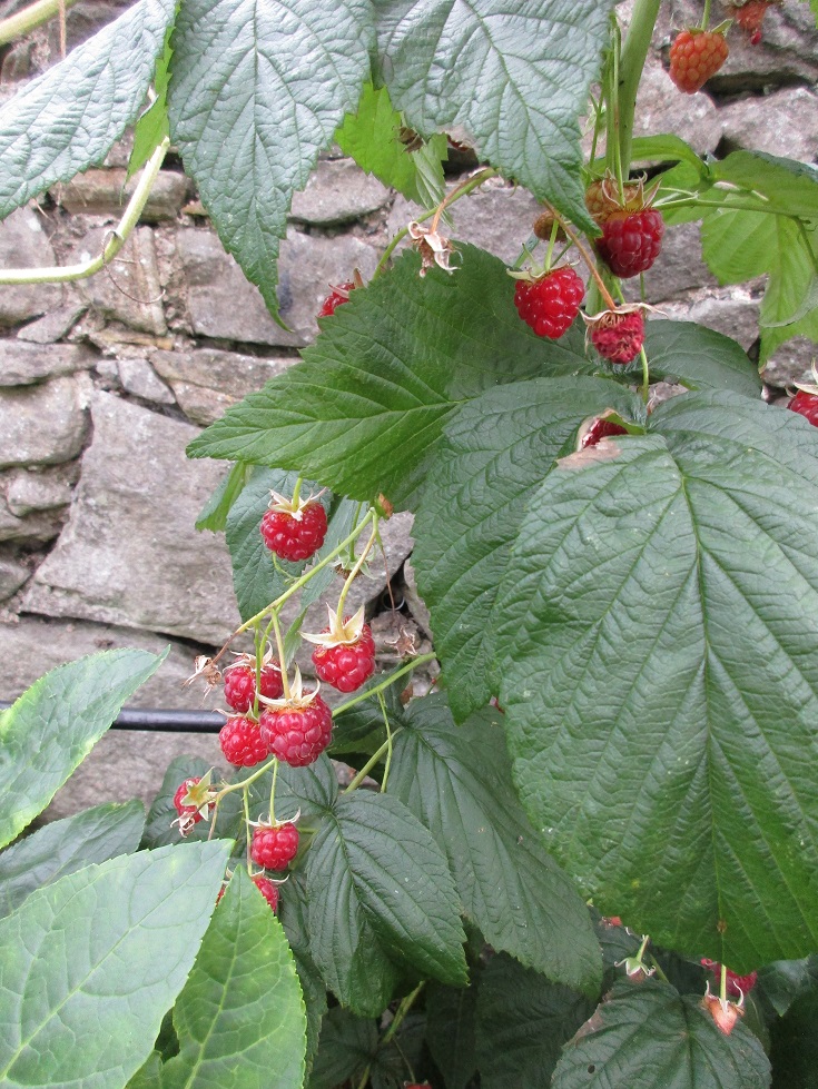 Autumn Rasps in the Park | Friends of Starbank Park